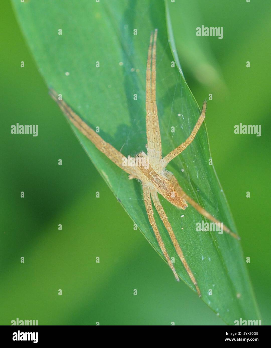 American Nursery Web Spider (Pisaurina mira Stock Photo - Alamy