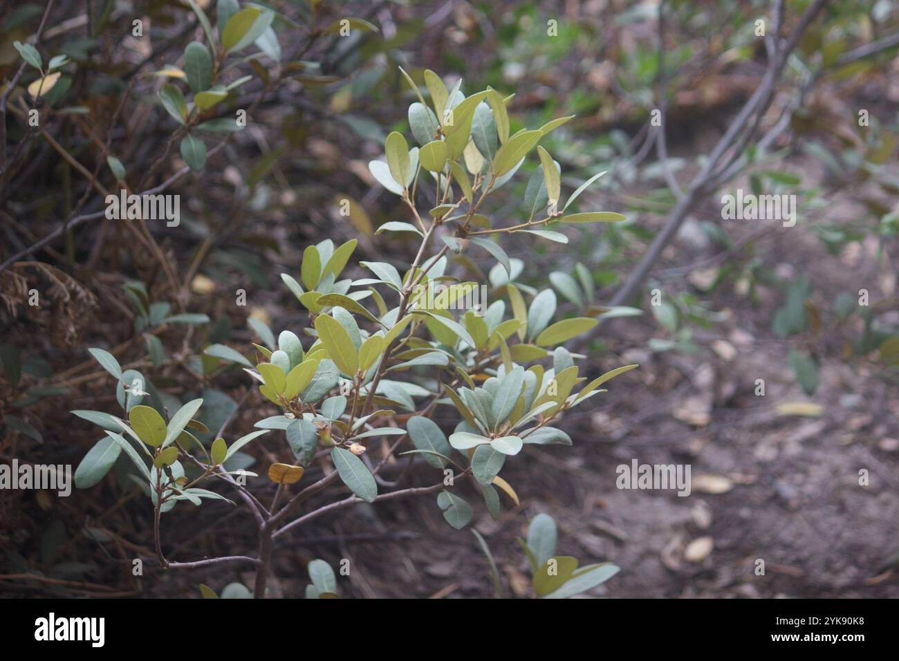 bush chinquapin (Chrysolepis sempervirens Stock Photo - Alamy
