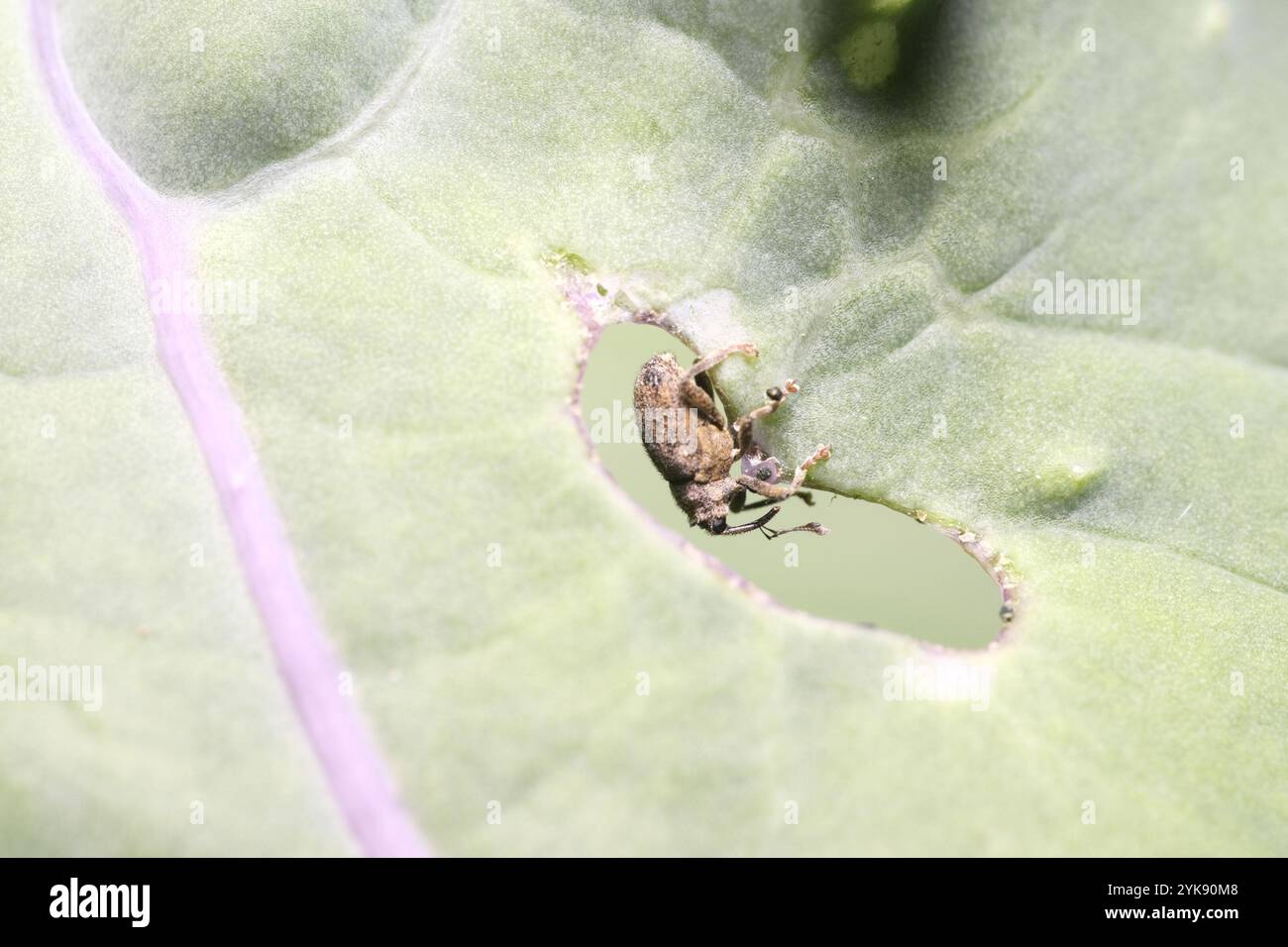 Cabbage Stem Weevil (Ceutorhynchus pallidactylus Stock Photo - Alamy