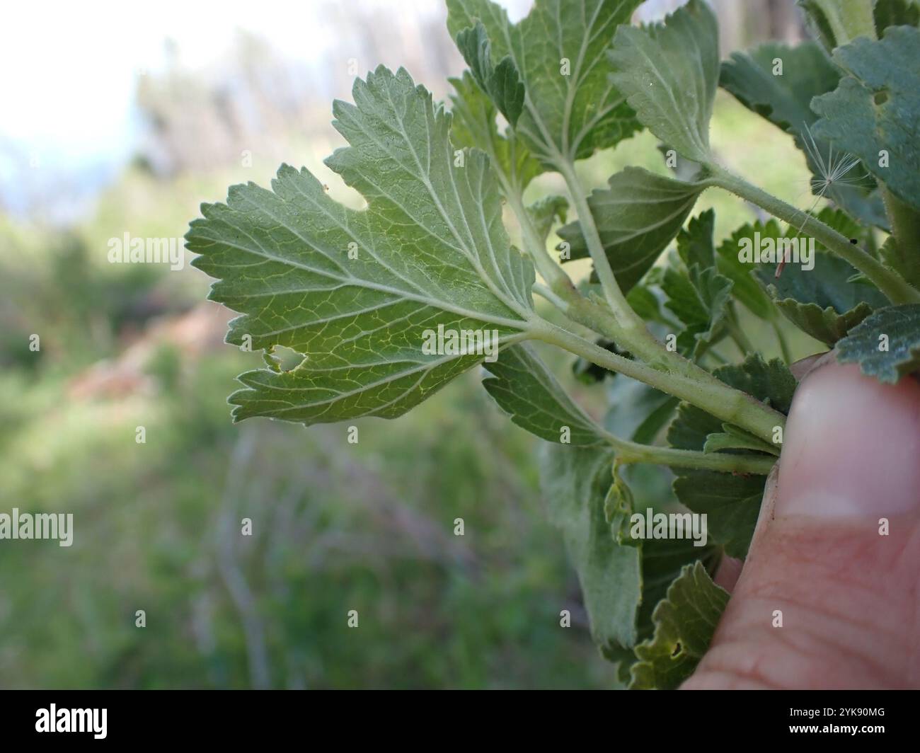 Wax currant ribes cereum hi-res stock photography and images - Alamy
