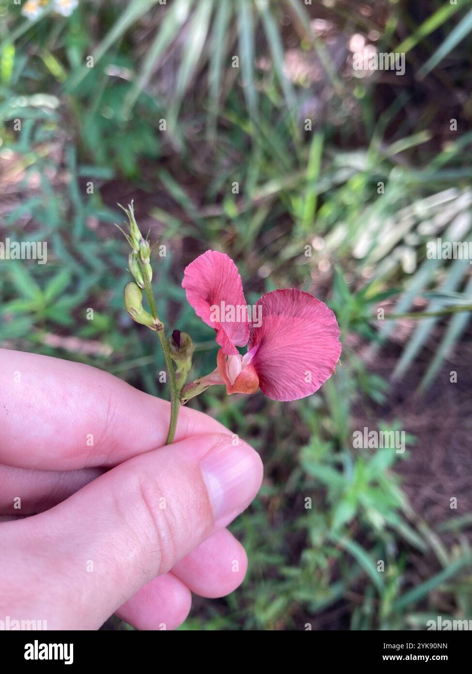 Phasey Bean (Macroptilium lathyroides Stock Photo - Alamy