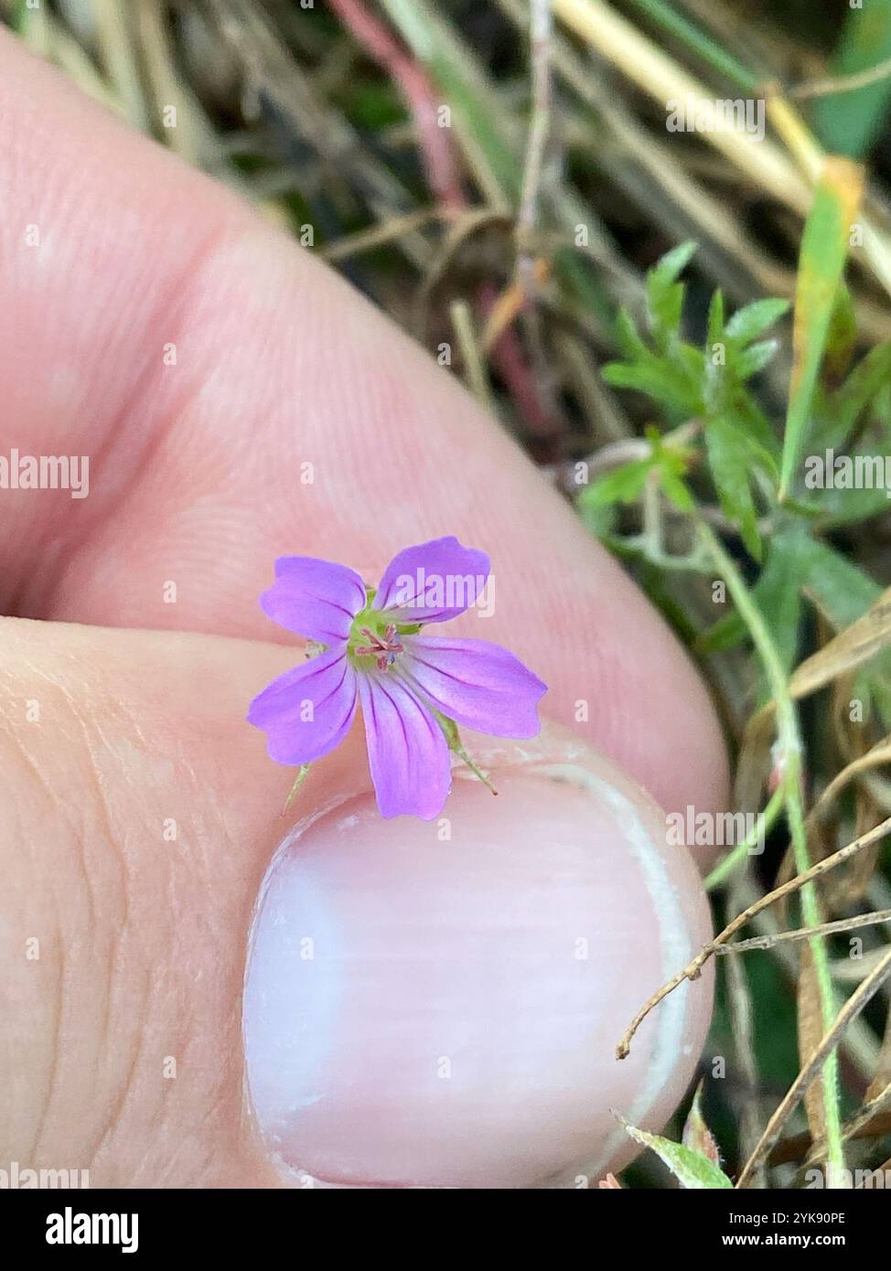 Long-stalked Crane's-bill (Geranium columbinum Stock Photo - Alamy