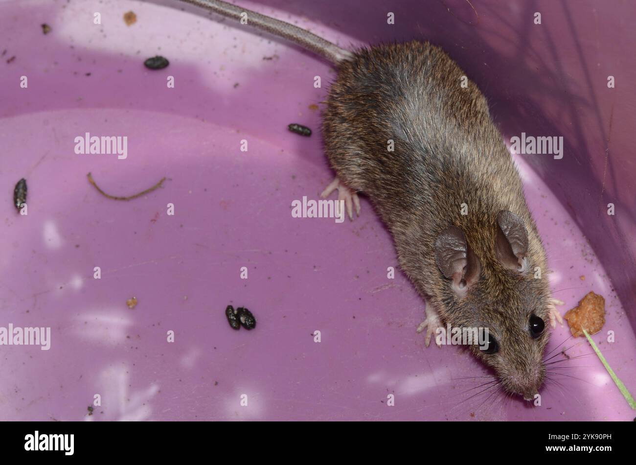 Natal Multimammate Mouse (Mastomys natalensis Stock Photo - Alamy