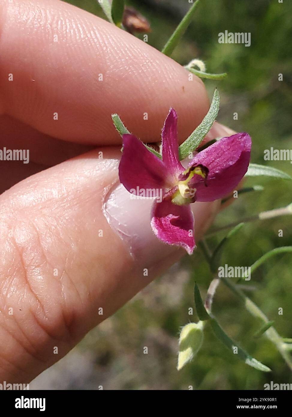 Rhatany hi-res stock photography and images - Alamy