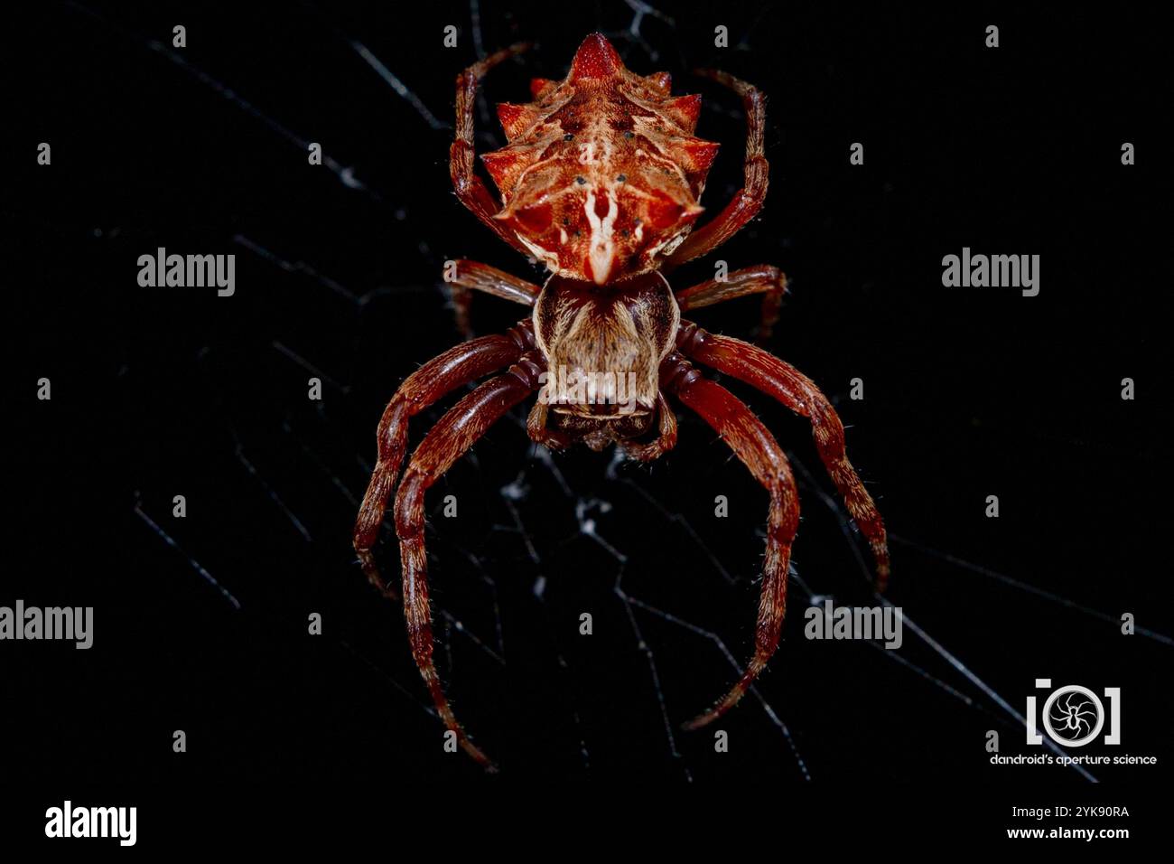 Star-bellied Orb-web Spiders (Acanthepeira Stock Photo - Alamy