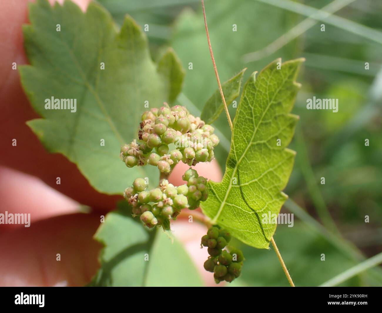 Shinyleaf Meadowsweet (Spiraea lucida Stock Photo - Alamy
