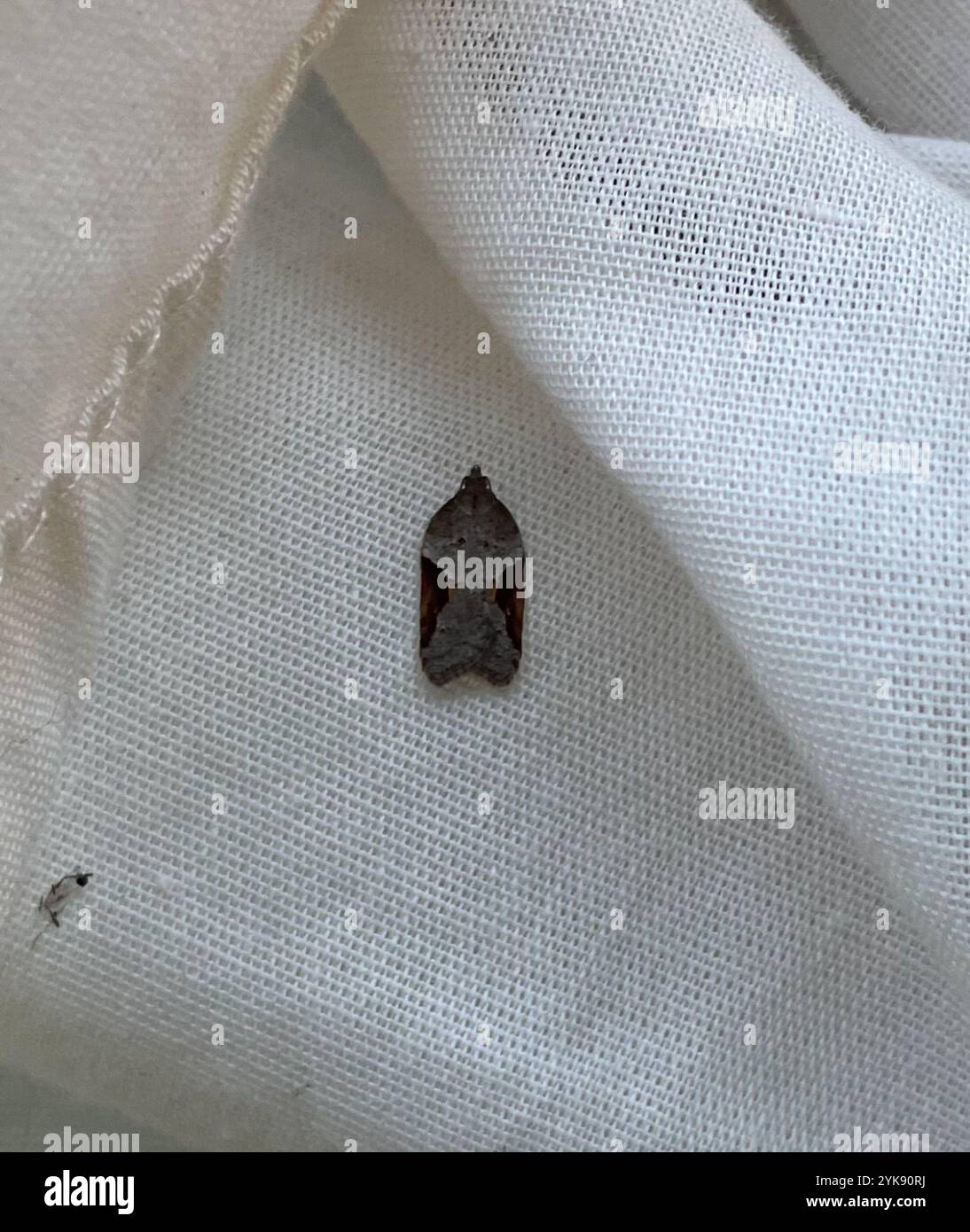 MacDunnough's Acleris (Acleris macdunnoughi Stock Photo - Alamy