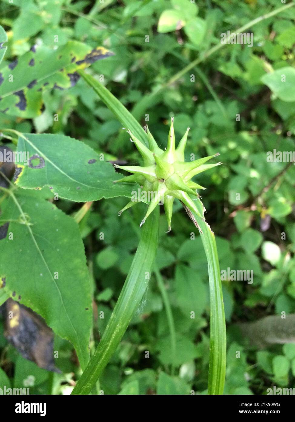 Gray's sedge (Carex grayi Stock Photo - Alamy