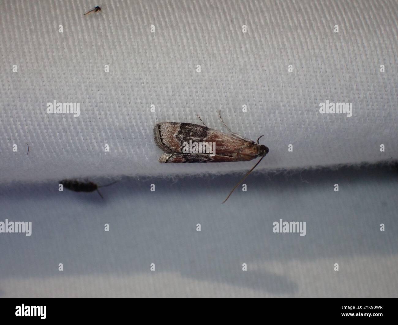 American Plum Borer Moth (Euzophera semifuneralis Stock Photo - Alamy