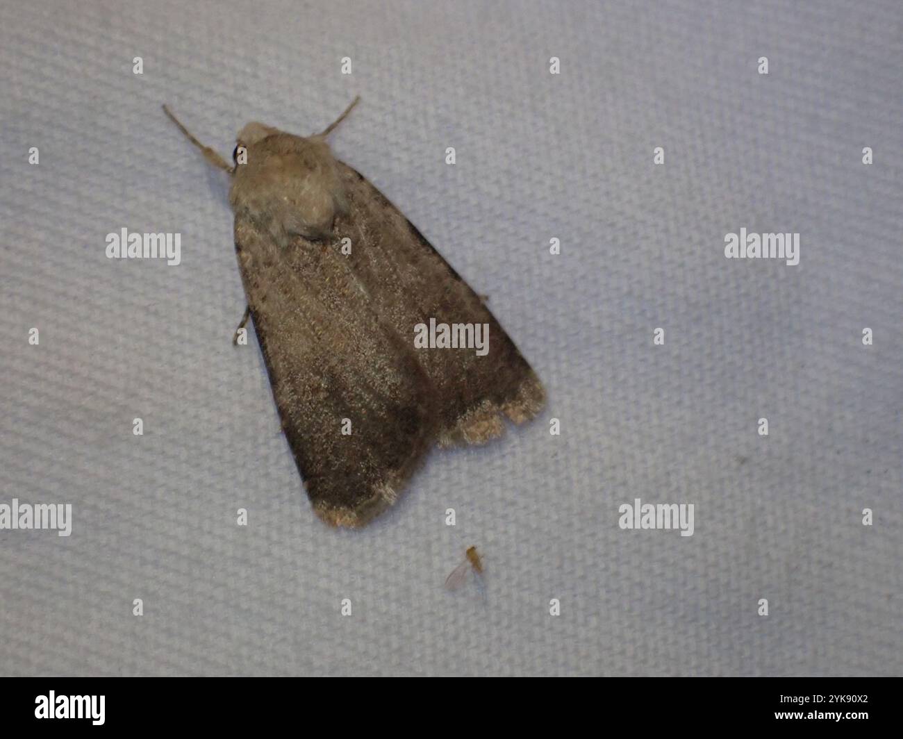 Cutworm Moths and Allies (Noctuidae Stock Photo - Alamy