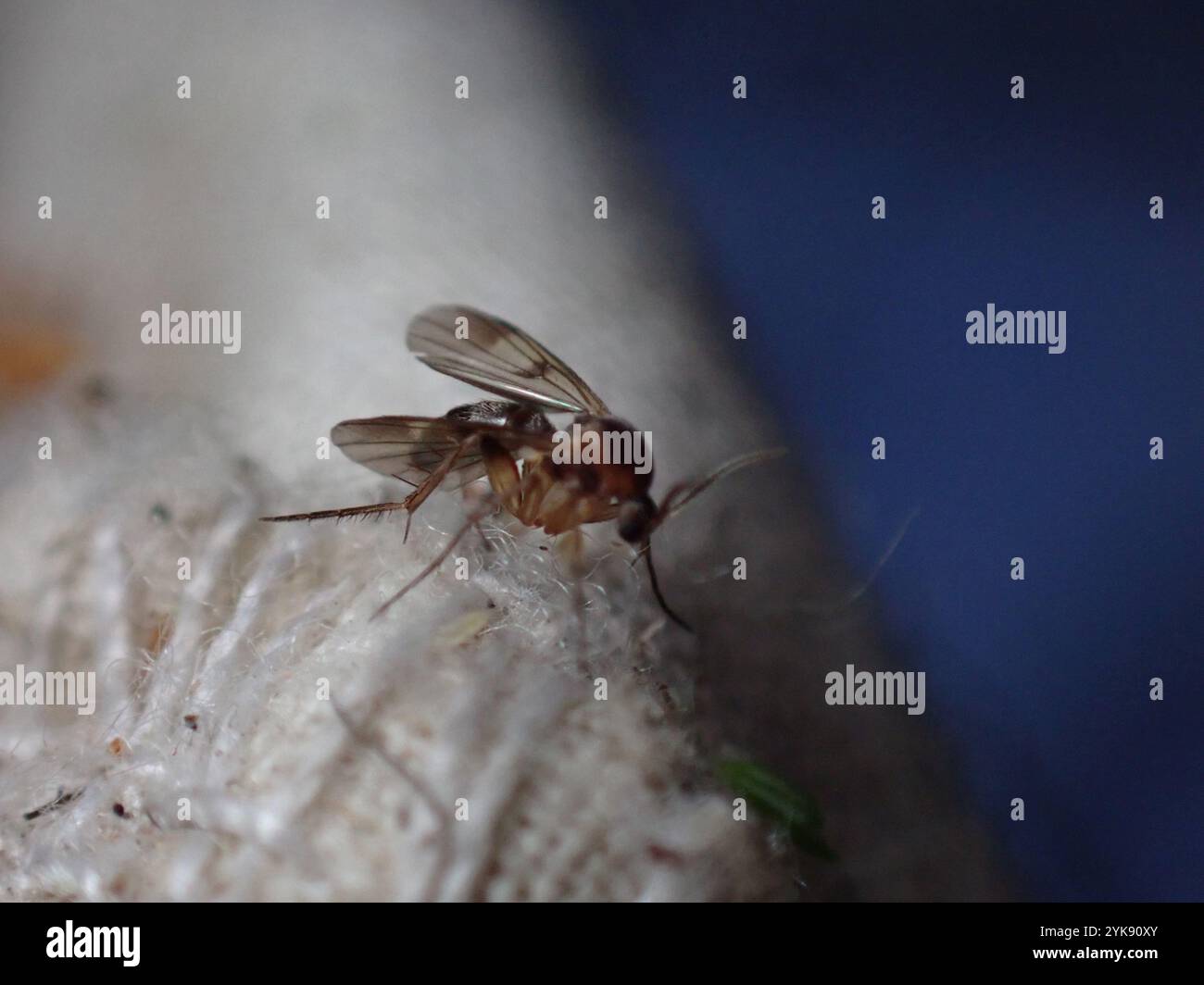 Fungus Gnats and Gall Midges (Sciaroidea Stock Photo - Alamy