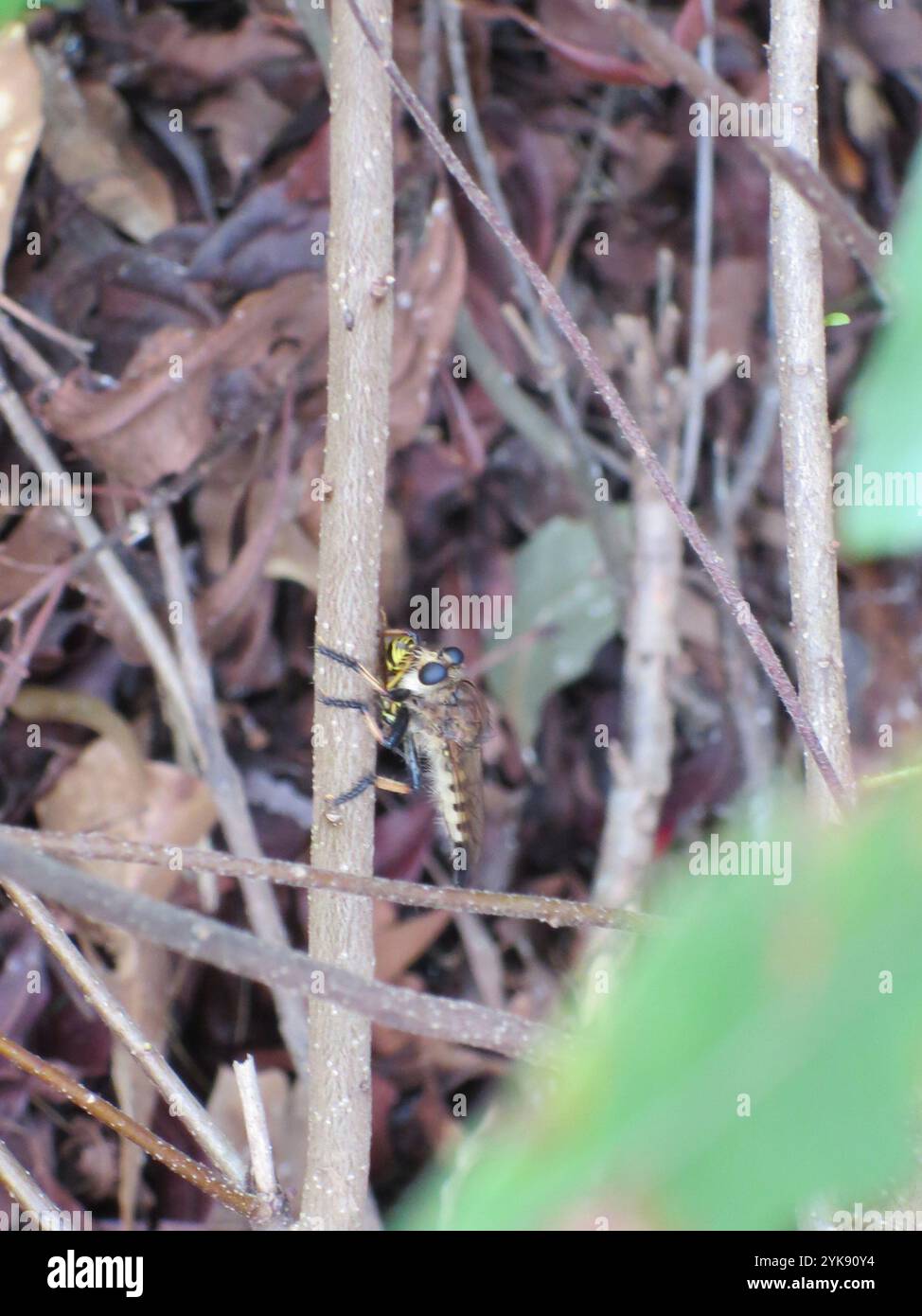 Red-footed Cannibal Fly (Promachus rufipes Stock Photo - Alamy