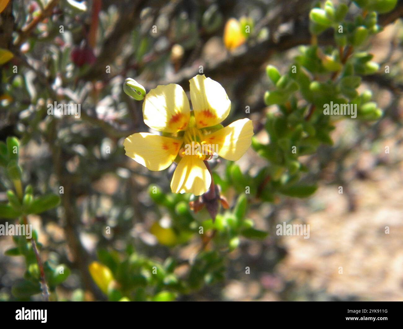 Roepera hi-res stock photography and images - Alamy