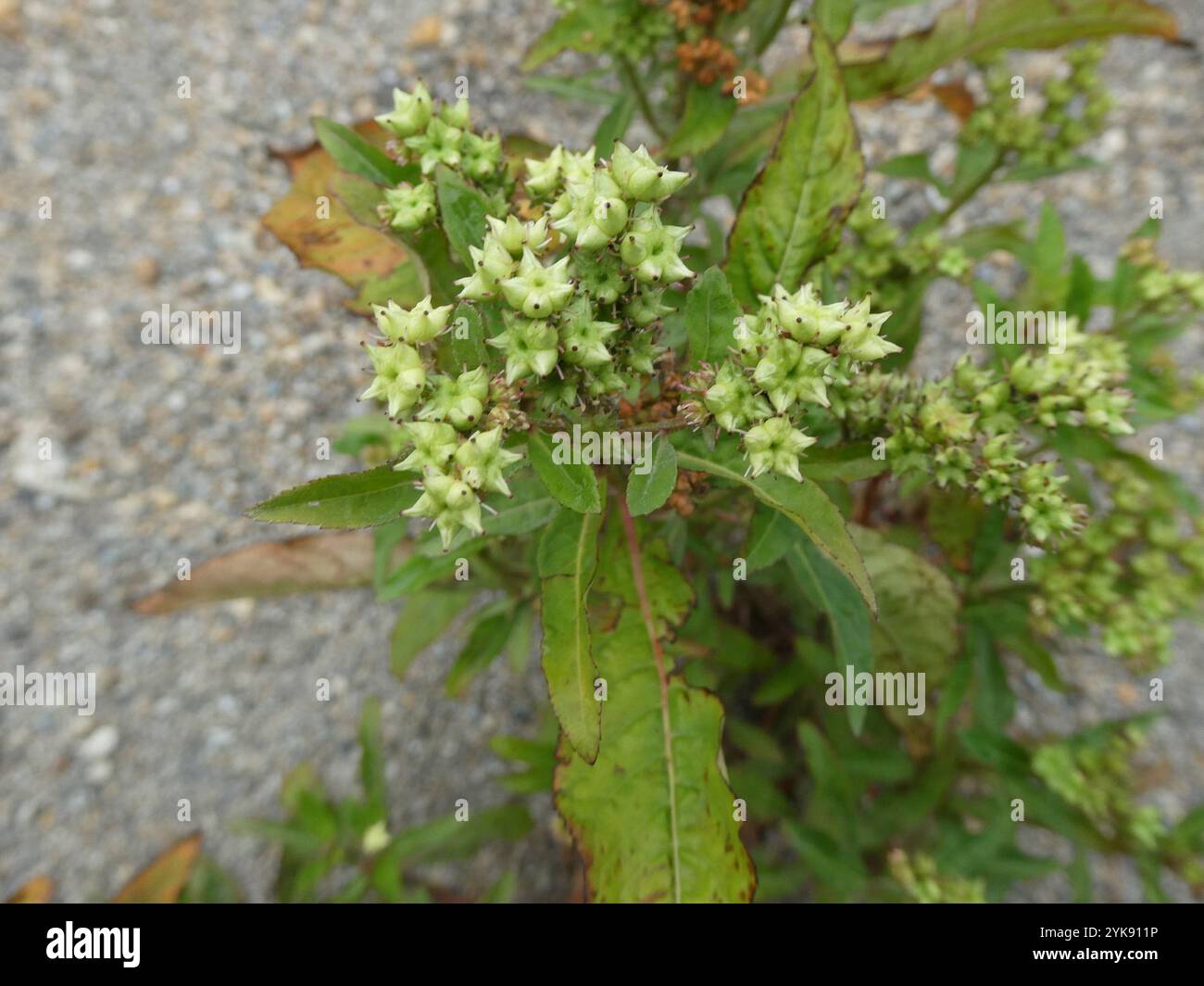 ditch stonecrop (Penthorum sedoides Stock Photo - Alamy