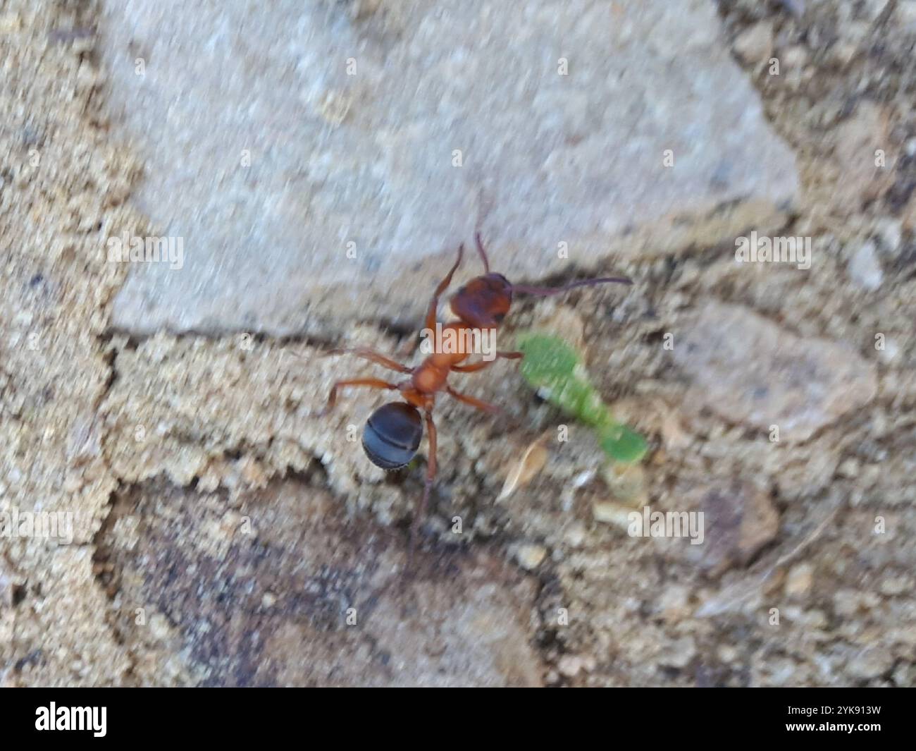 Blood-red Field Ant (Formica sanguinea Stock Photo - Alamy