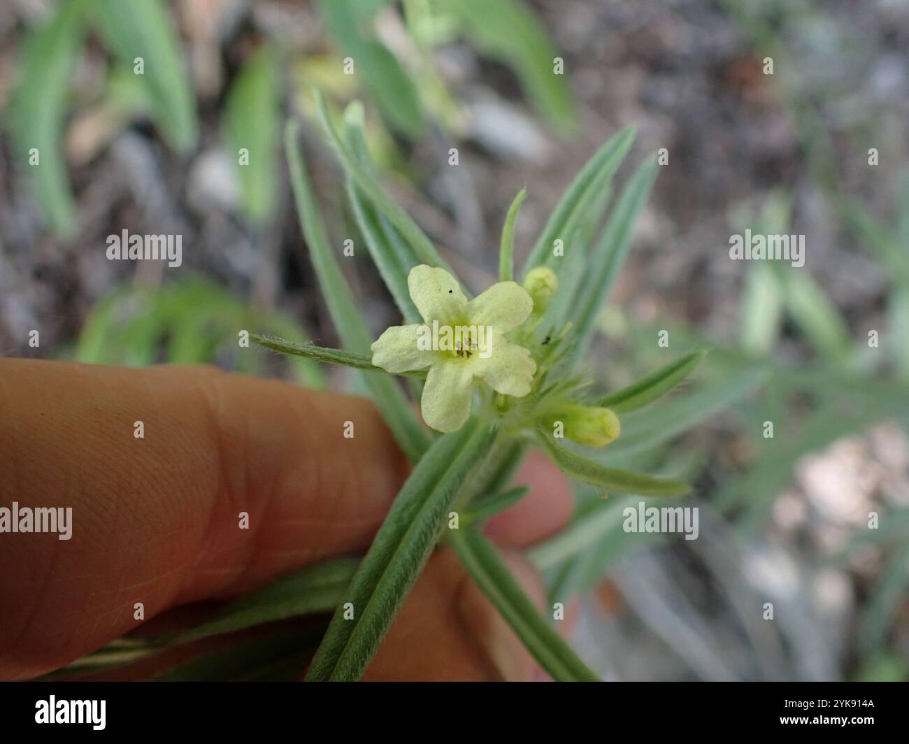 western stoneseed (Lithospermum ruderale Stock Photo - Alamy