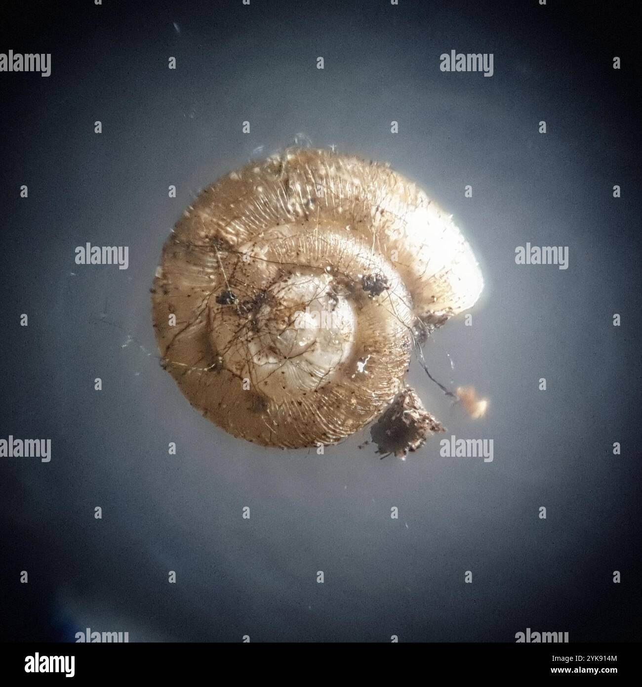 Dwarf Snail (Punctum pygmaeum Stock Photo - Alamy