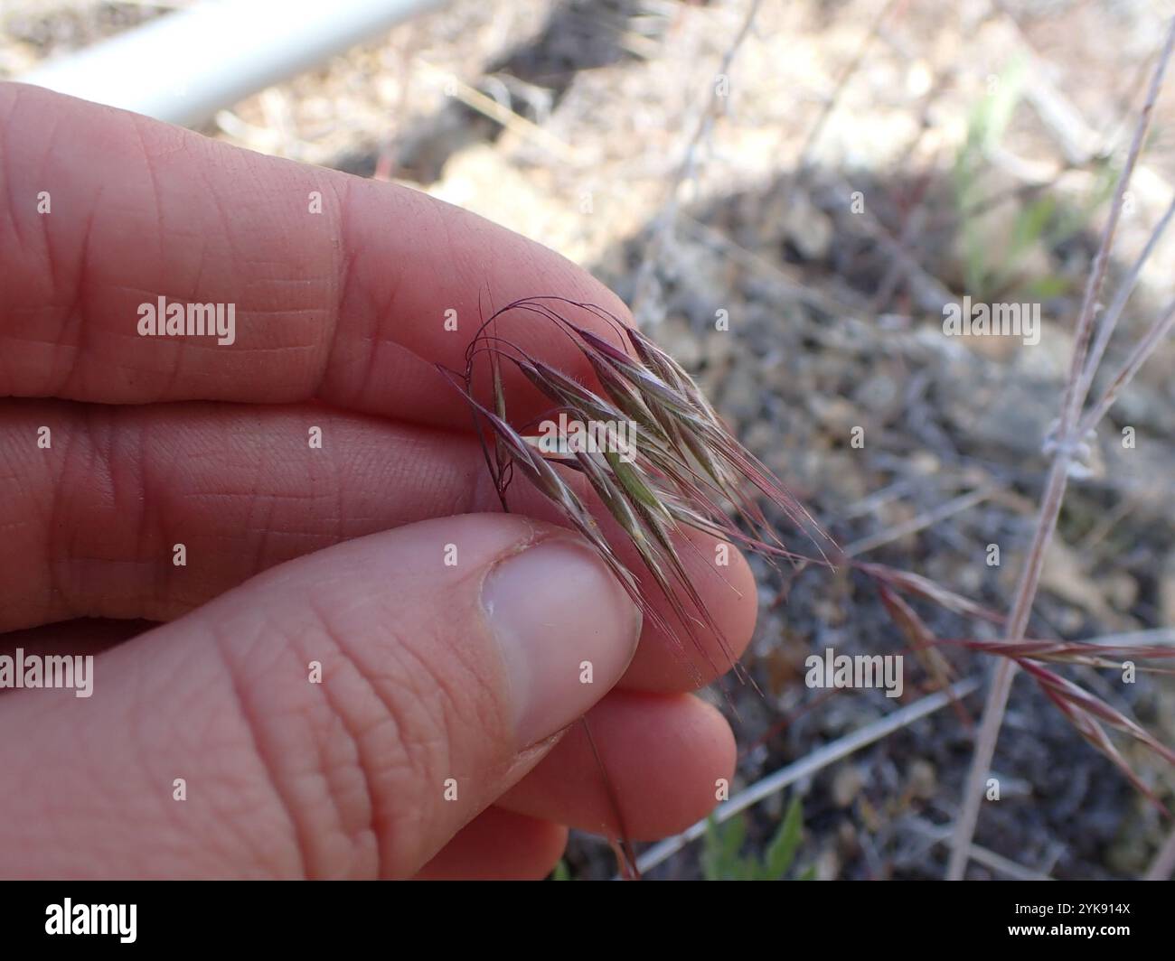 Cheatgrass (Bromus tectorum Stock Photo - Alamy