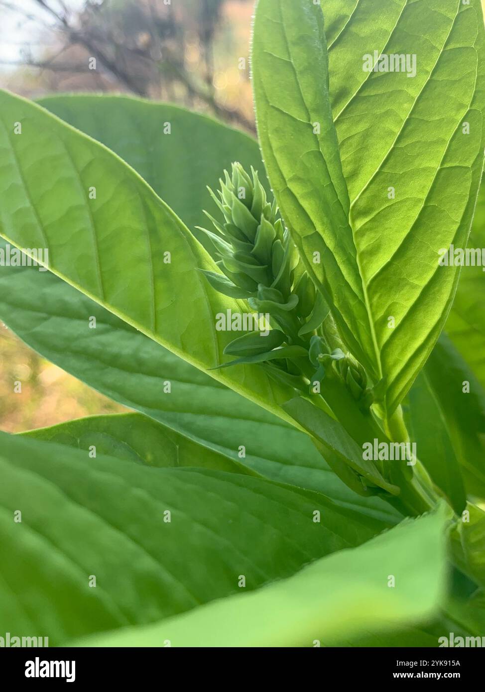 Showy Rattlebox (Crotalaria spectabilis Stock Photo - Alamy
