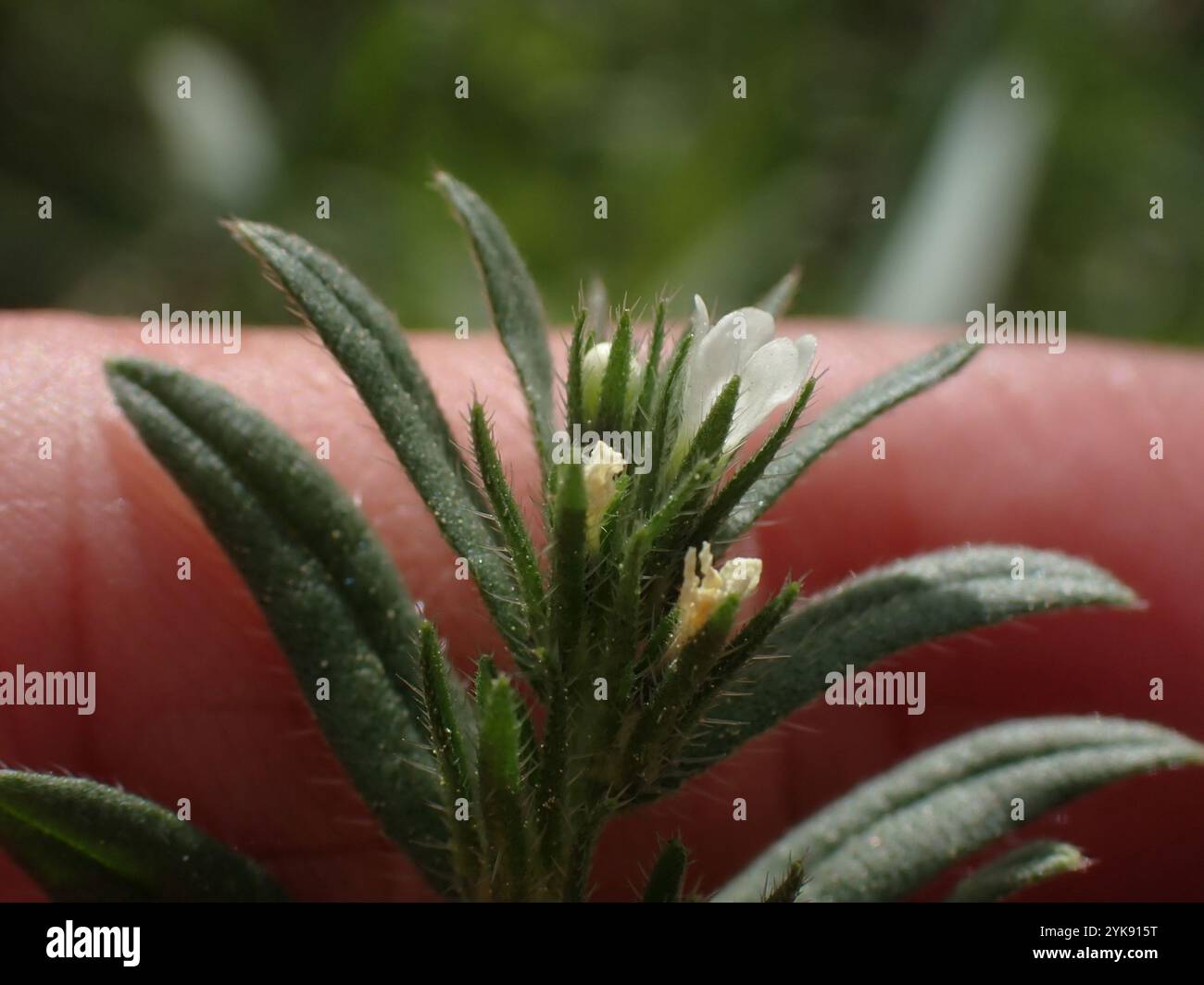 corn gromwell (Buglossoides arvensis Stock Photo - Alamy