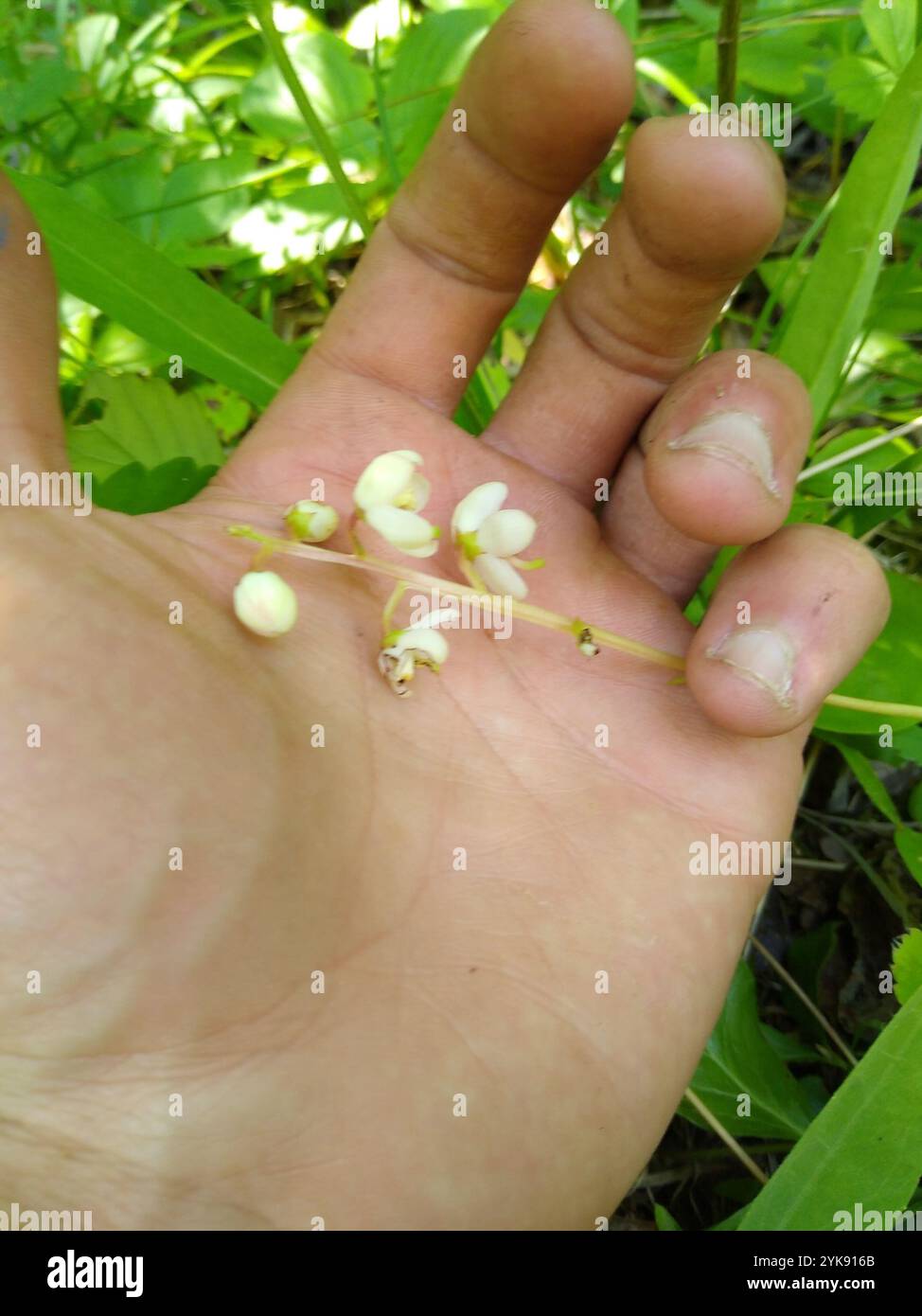 shinleaf (Pyrola elliptica Stock Photo - Alamy