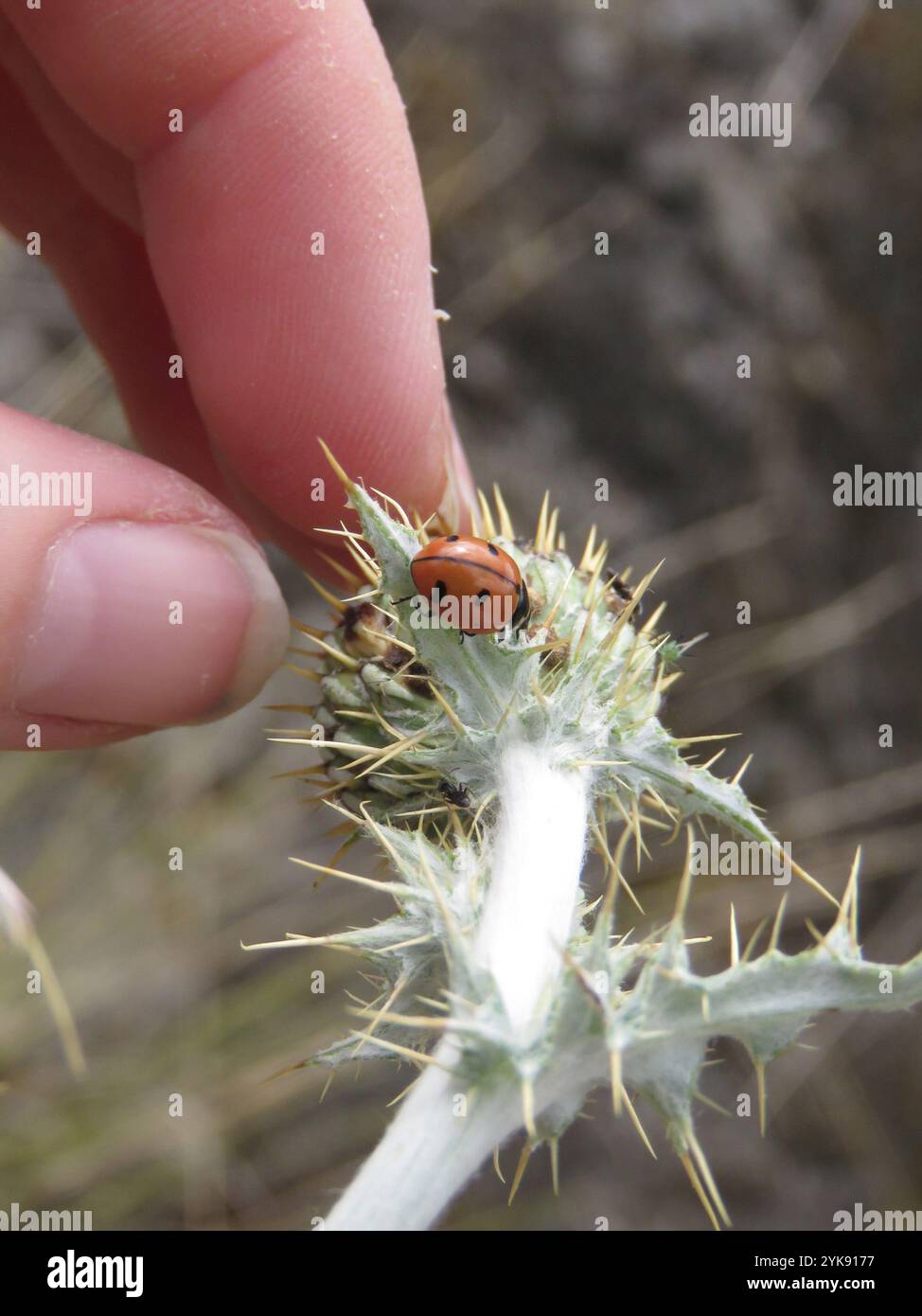 Nine spotted lady beetle hi-res stock photography and images - Alamy