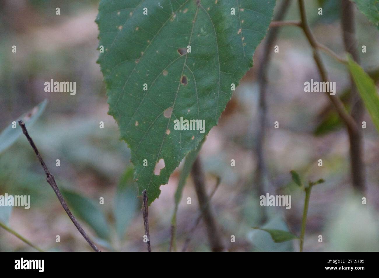 Brown Kurrajong (Commersonia bartramia Stock Photo - Alamy