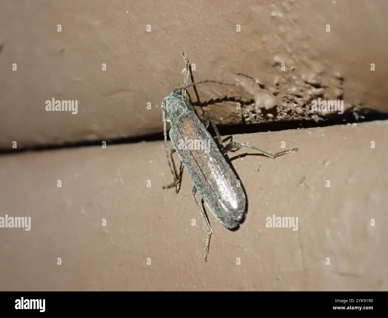 Angled False Blister Beetle (Calopus angustus Stock Photo - Alamy