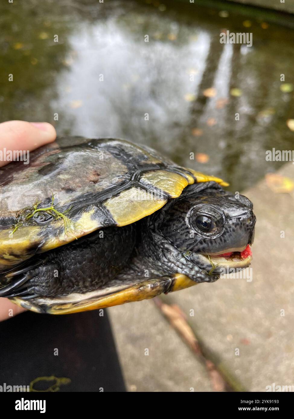Red-eared Slider (Trachemys scripta elegans Stock Photo - Alamy