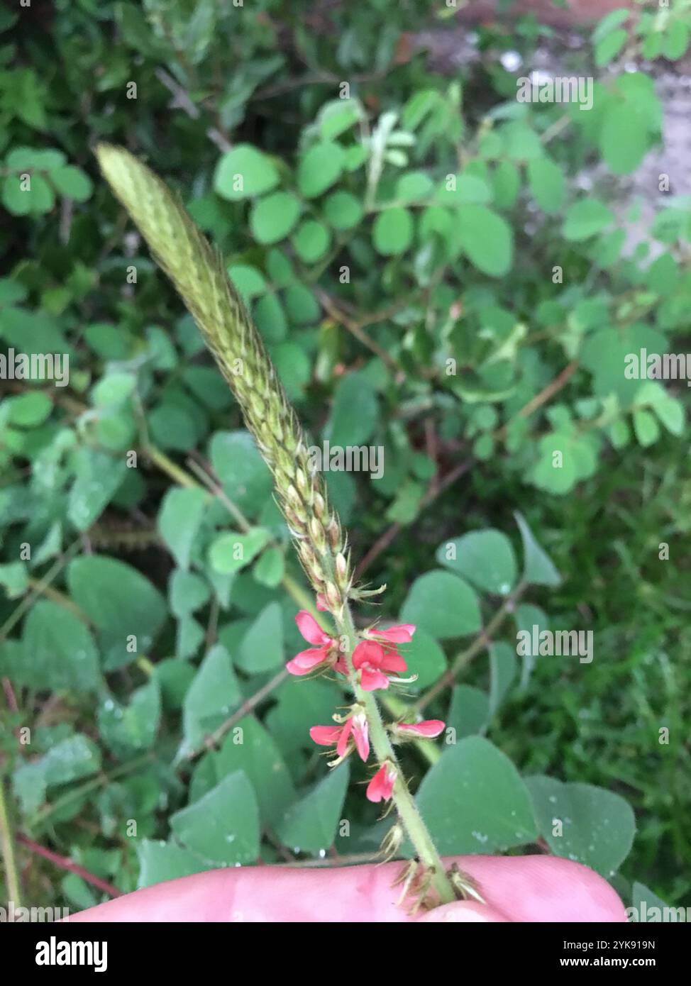Hairy indigo indigofera hirsuta hi-res stock photography and images - Alamy