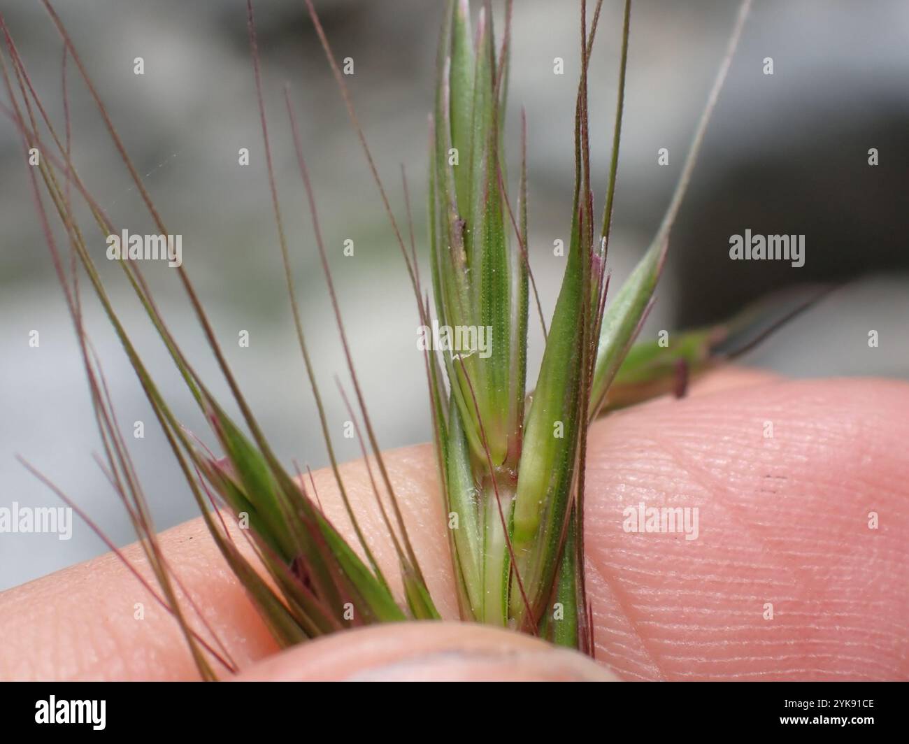 blue wild rye (Elymus glaucus Stock Photo - Alamy