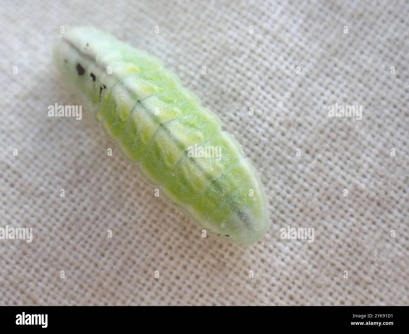 Gossamer-winged Butterflies (Lycaenidae Stock Photo - Alamy