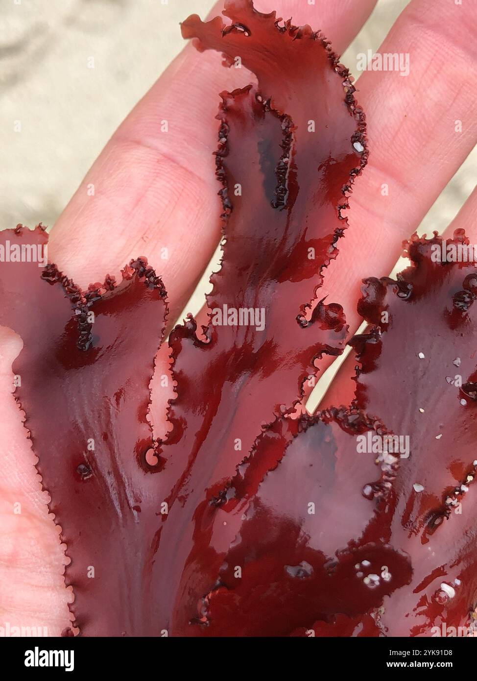 Grape Tongue (Cryptopleura ruprechtiana Stock Photo - Alamy