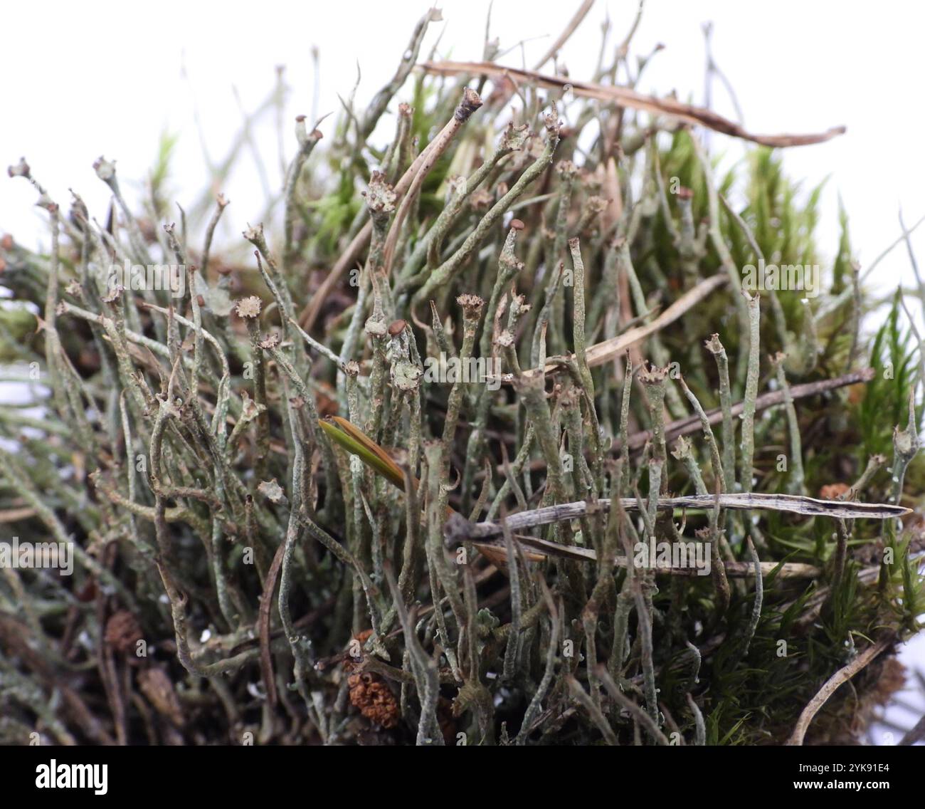 Smooth Pixie Lichen (Cladonia gracilis gracilis Stock Photo - Alamy