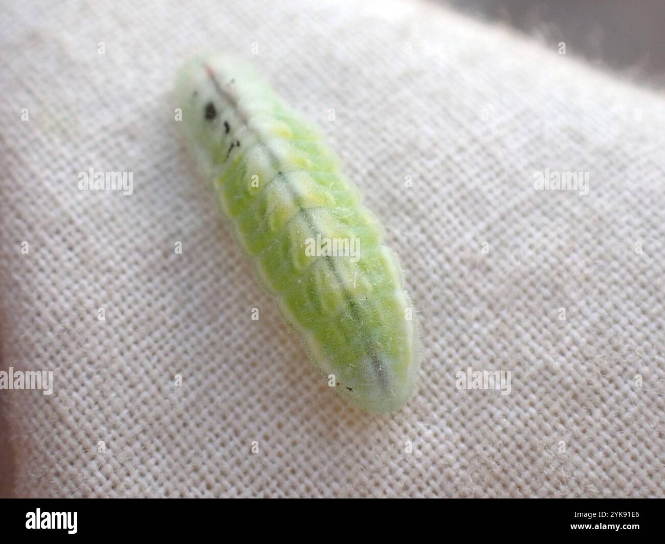 Gossamer-winged Butterflies (Lycaenidae Stock Photo - Alamy