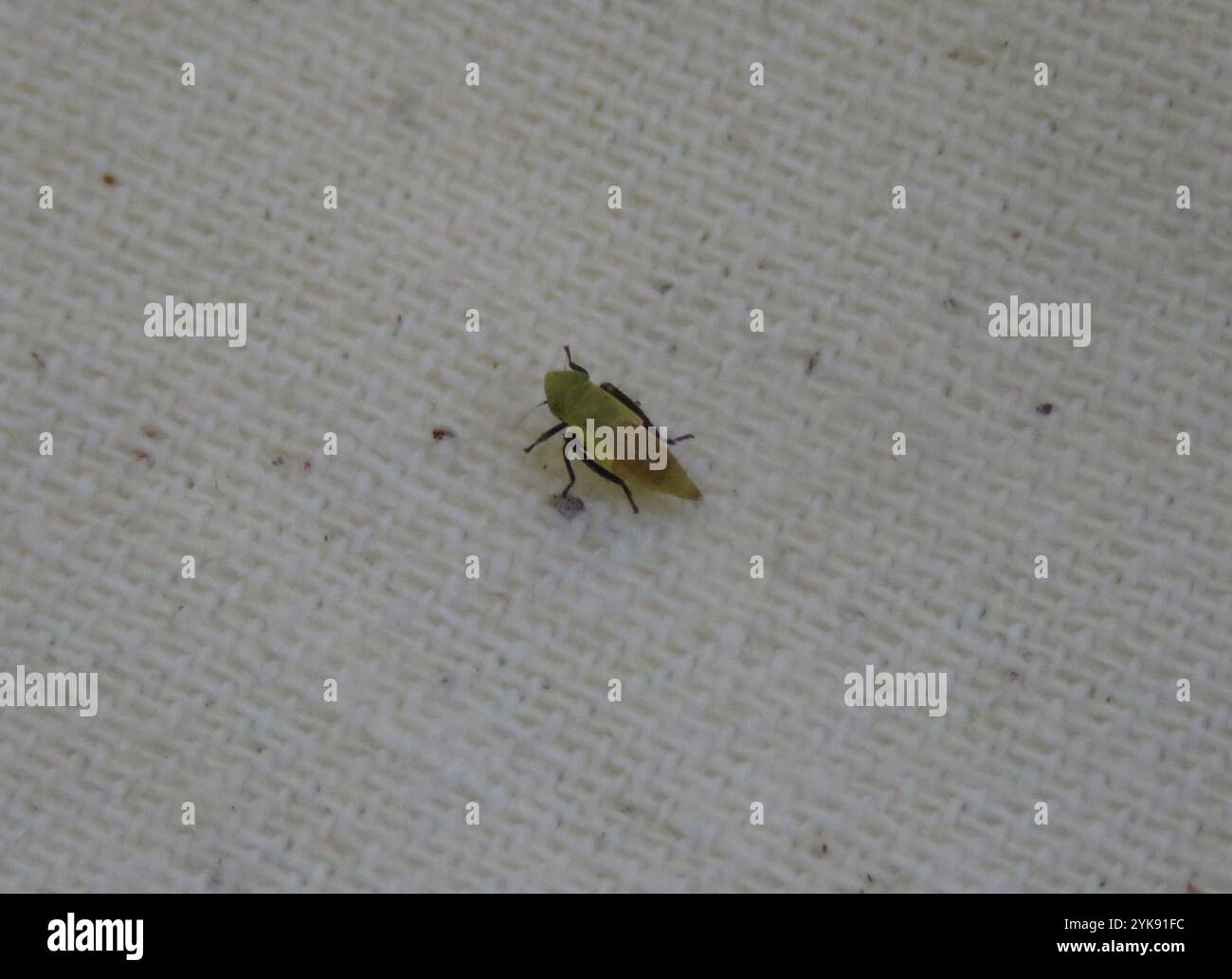 Typical Leafhoppers (Cicadellidae Stock Photo - Alamy