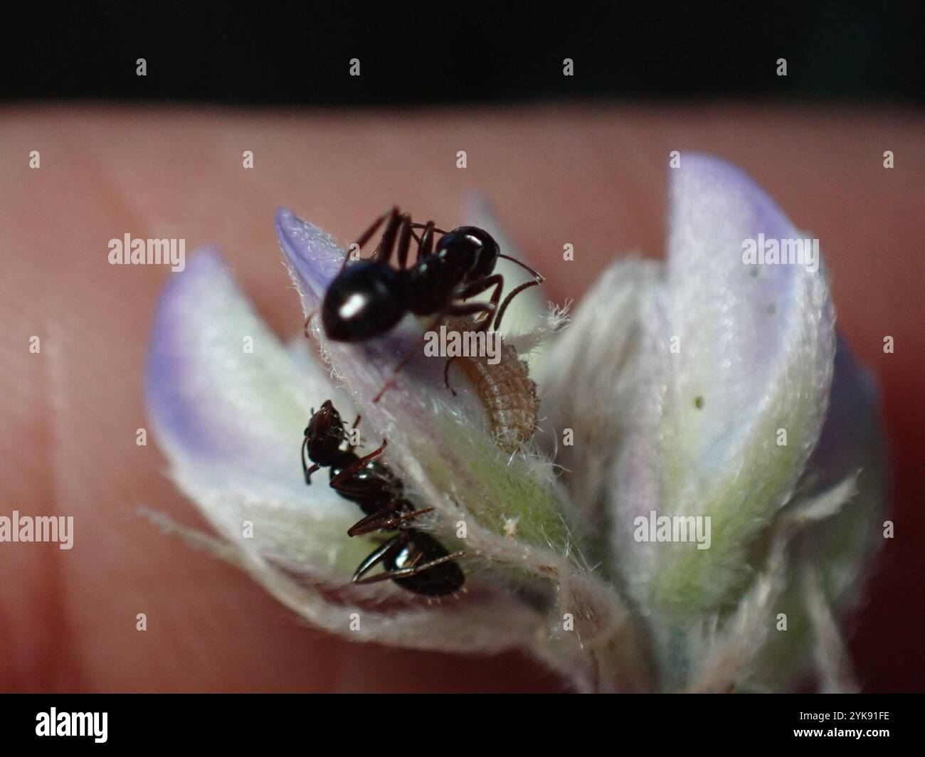 Neogagates-group Field Ants (Formica neogagates Stock Photo - Alamy