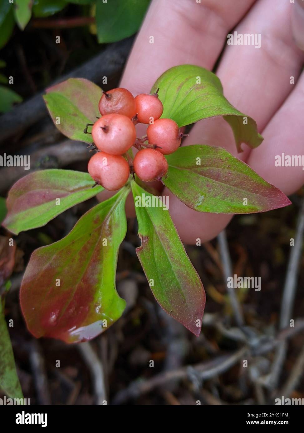 Western Bunchberry (Cornus unalaschkensis Stock Photo - Alamy