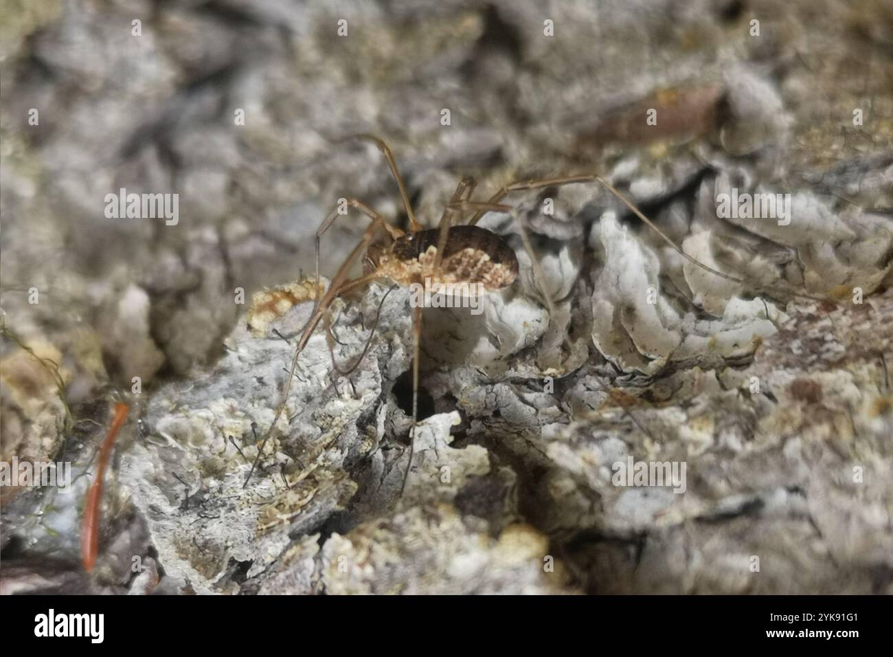 Saddleback Harvestman (Mitopus morio Stock Photo - Alamy