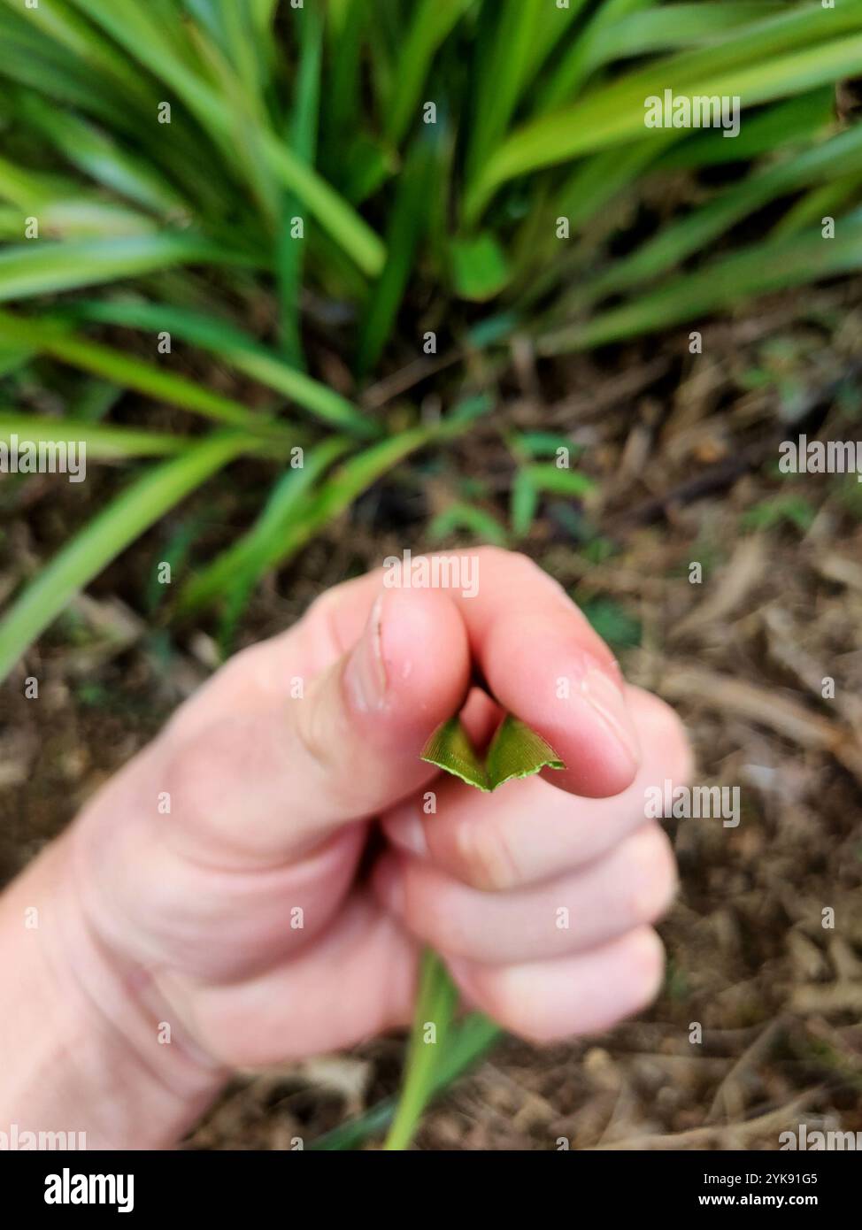 Ink Berry (Dianella nigra Stock Photo - Alamy