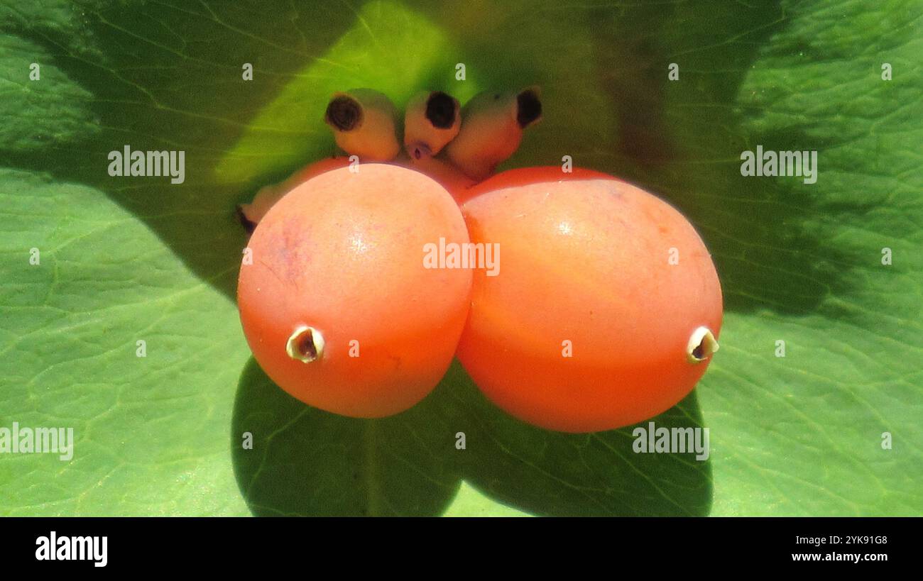 Perfoliate Honeysuckle (Lonicera caprifolium Stock Photo - Alamy