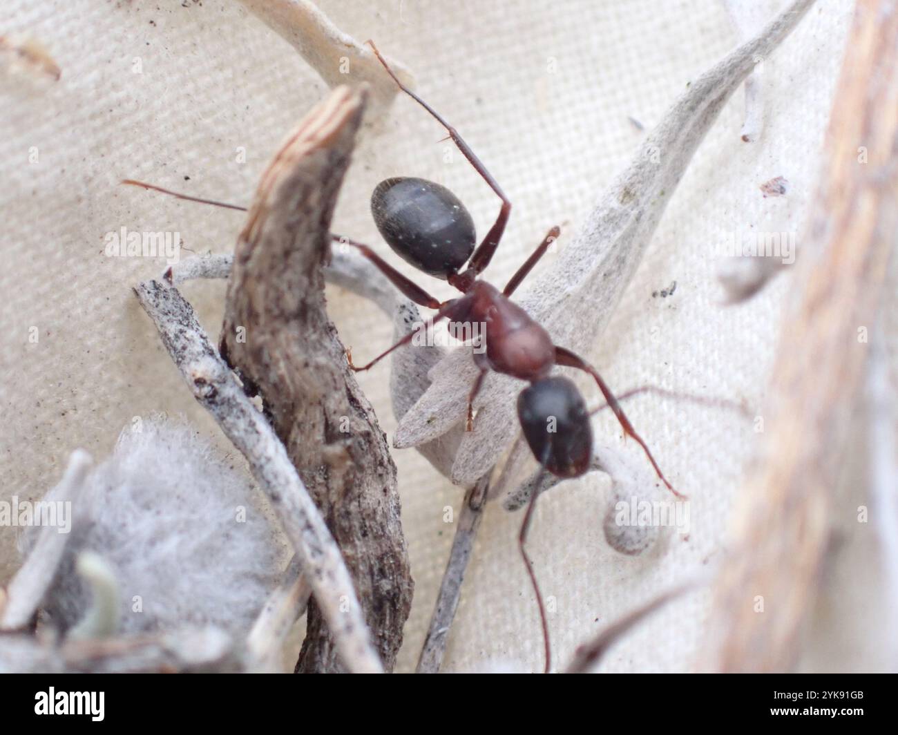 Bicolored Carpenter Ant (Camponotus vicinus Stock Photo - Alamy