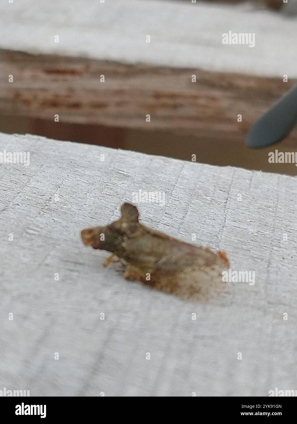 Ledra aurita hi-res stock photography and images - Alamy