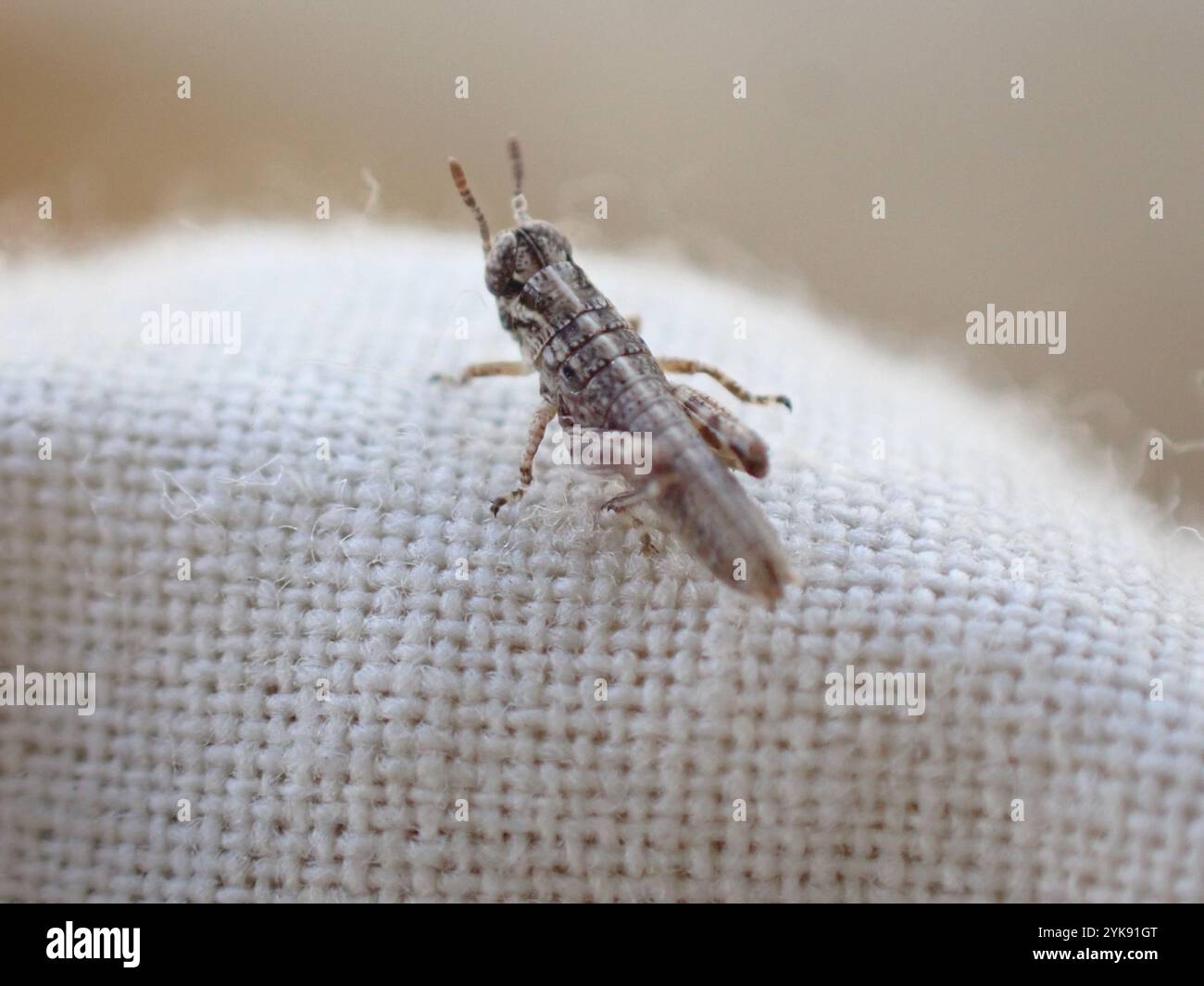 Spur-throated Grasshoppers (Melanoplinae Stock Photo - Alamy