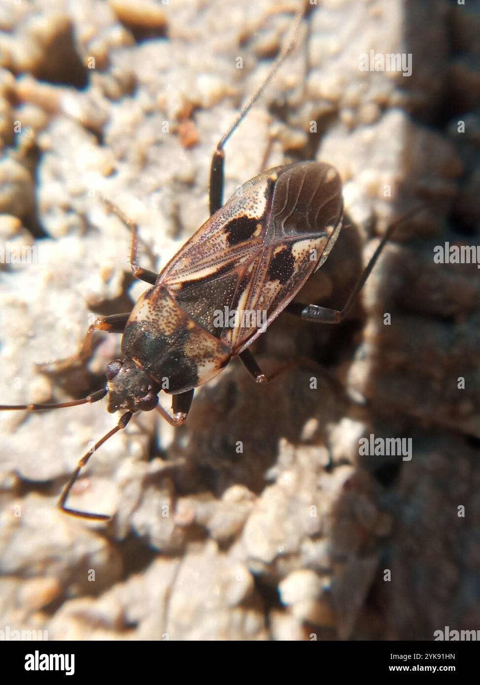 bright-spotted groundbug (Rhyparochromus vulgaris Stock Photo - Alamy