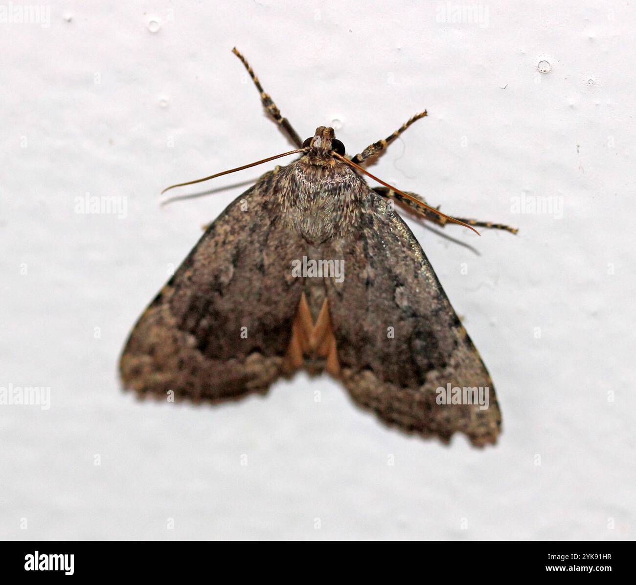 American Copper Underwing (Amphipyra pyramidoides Stock Photo - Alamy