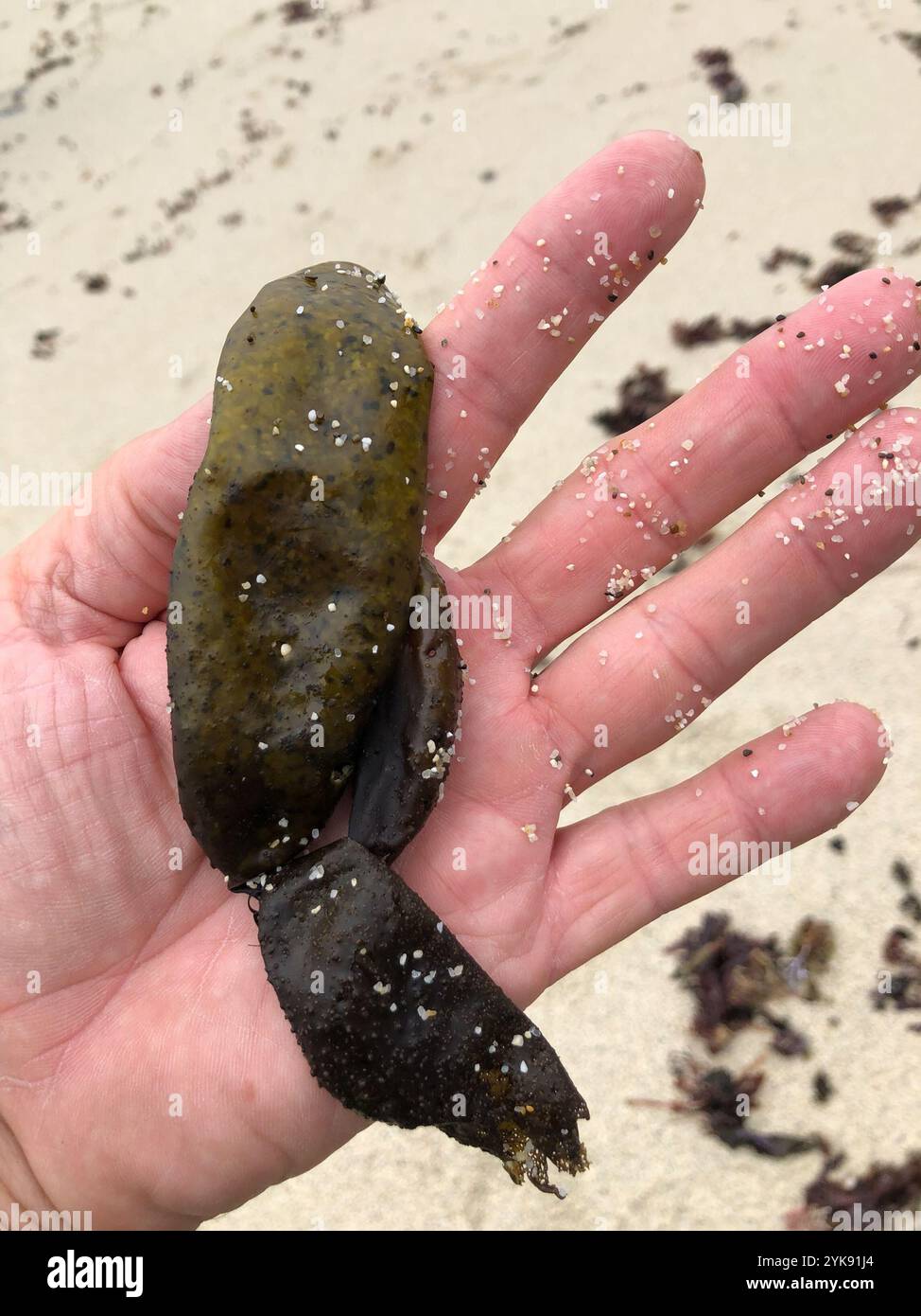 Sea Sacks (Halosaccion glandiforme Stock Photo - Alamy