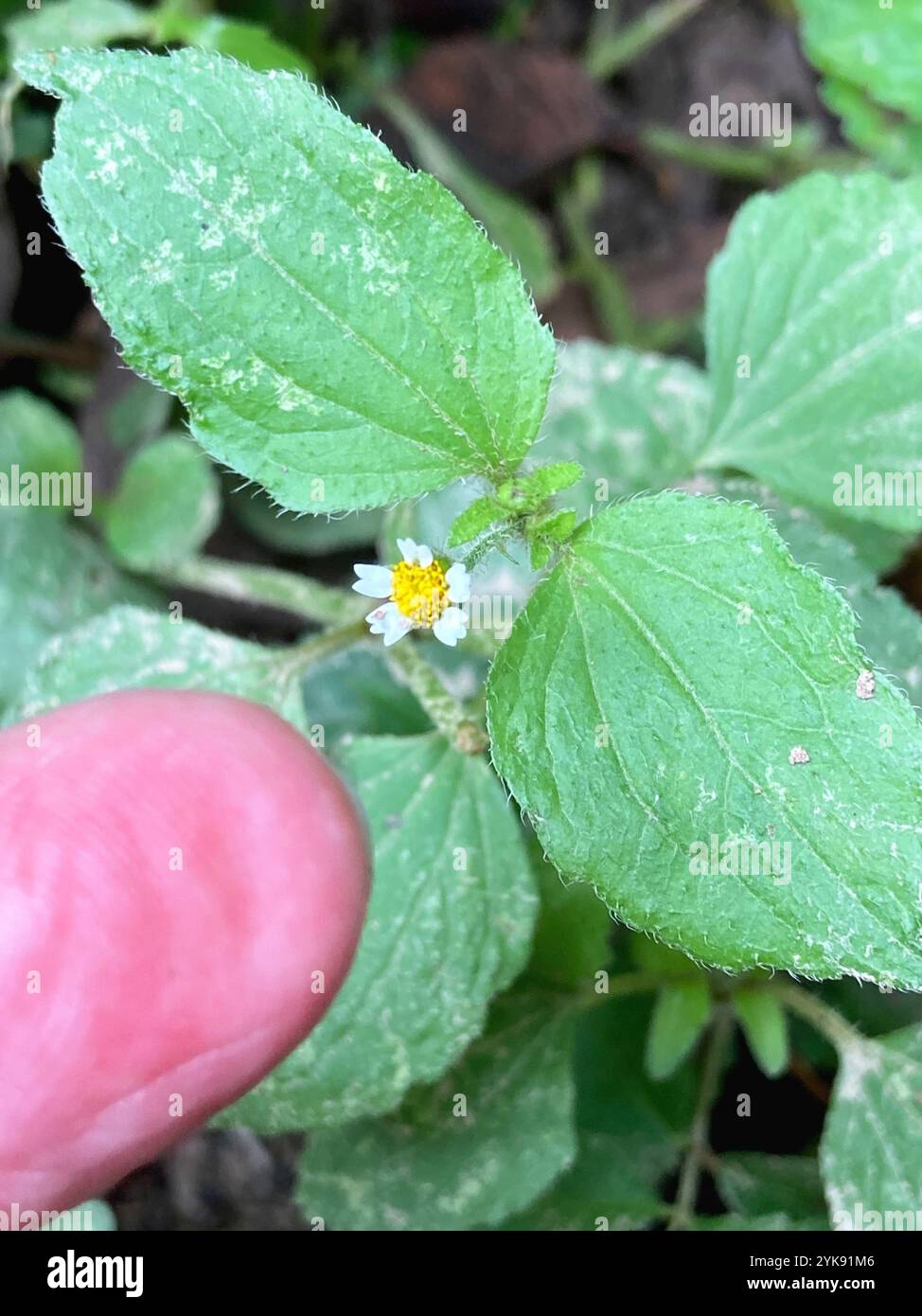 shaggy soldier (Galinsoga quadriradiata Stock Photo - Alamy
