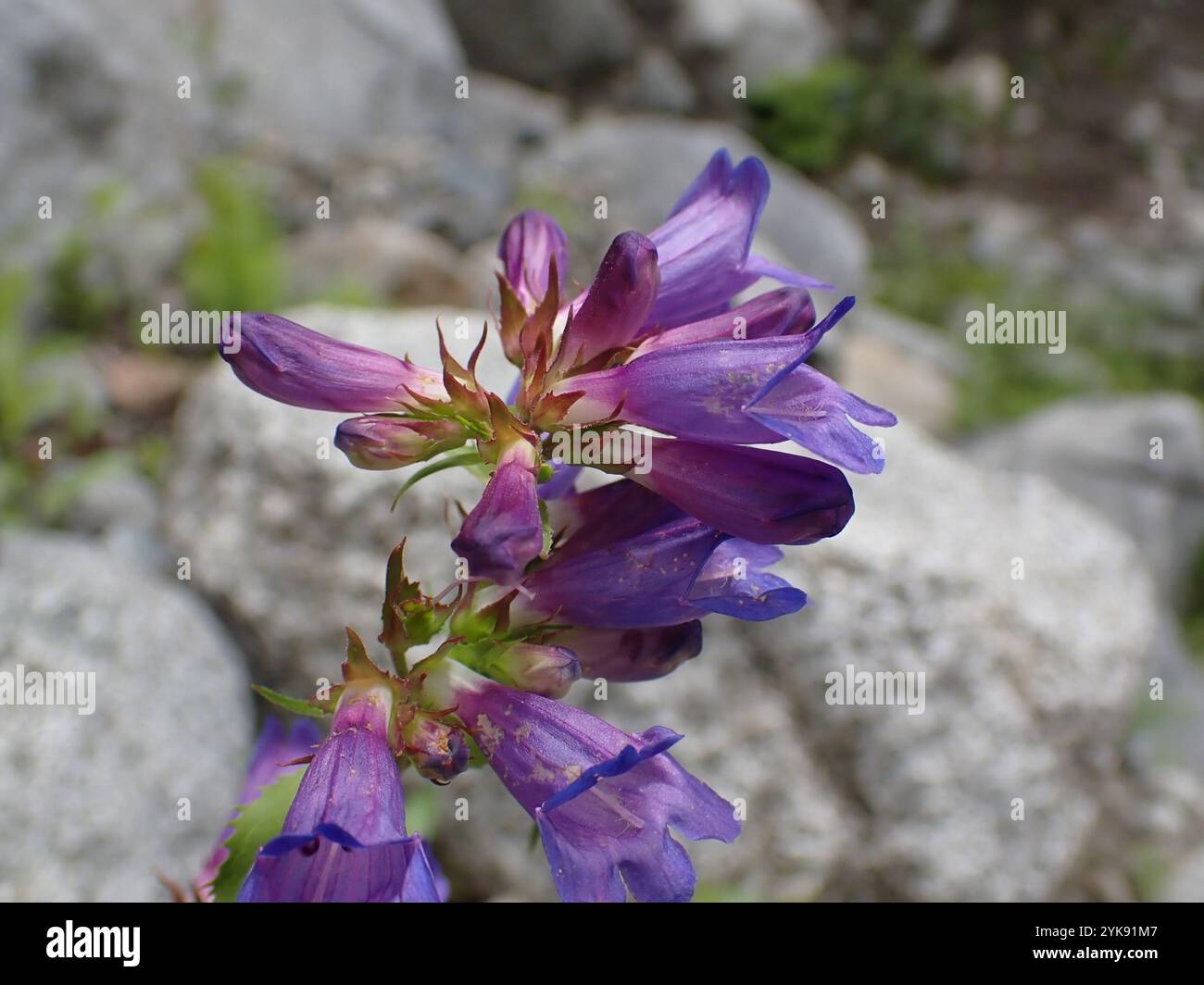 Penstemon serrulatus hi-res stock photography and images - Alamy