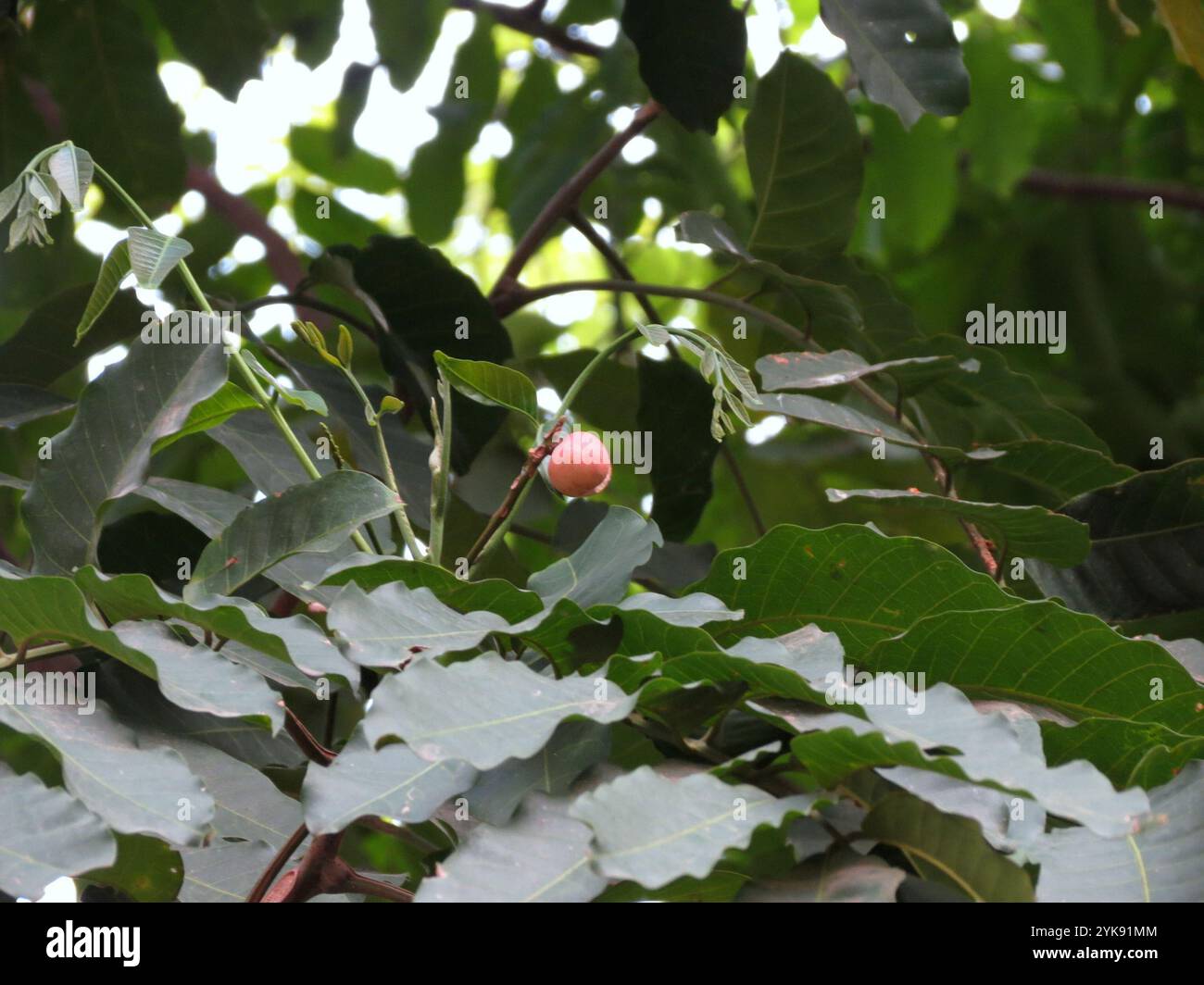 pithraj tree (Aphanamixis polystachya Stock Photo - Alamy